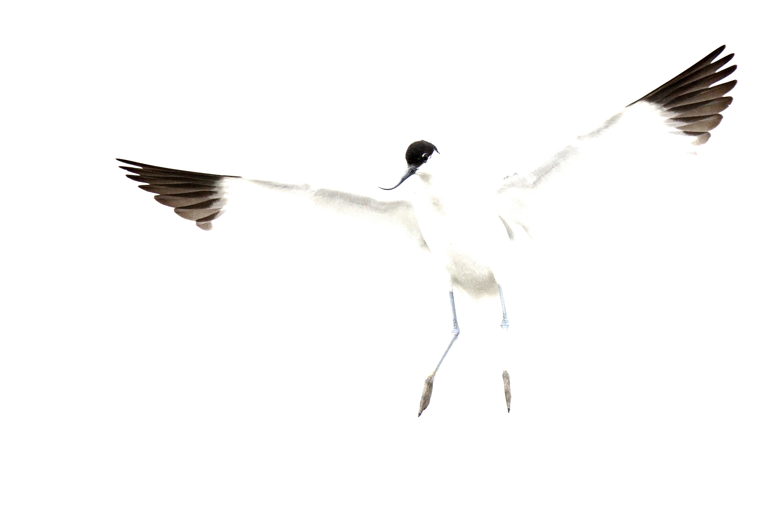 Luca Giordano, Palude | Lipu ODV